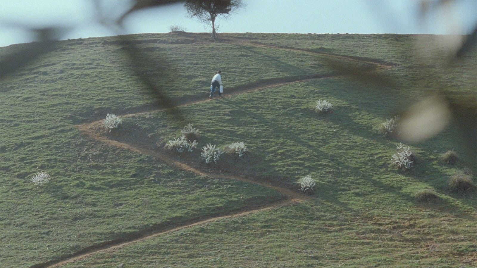 Janus Films — Through the Olive Trees