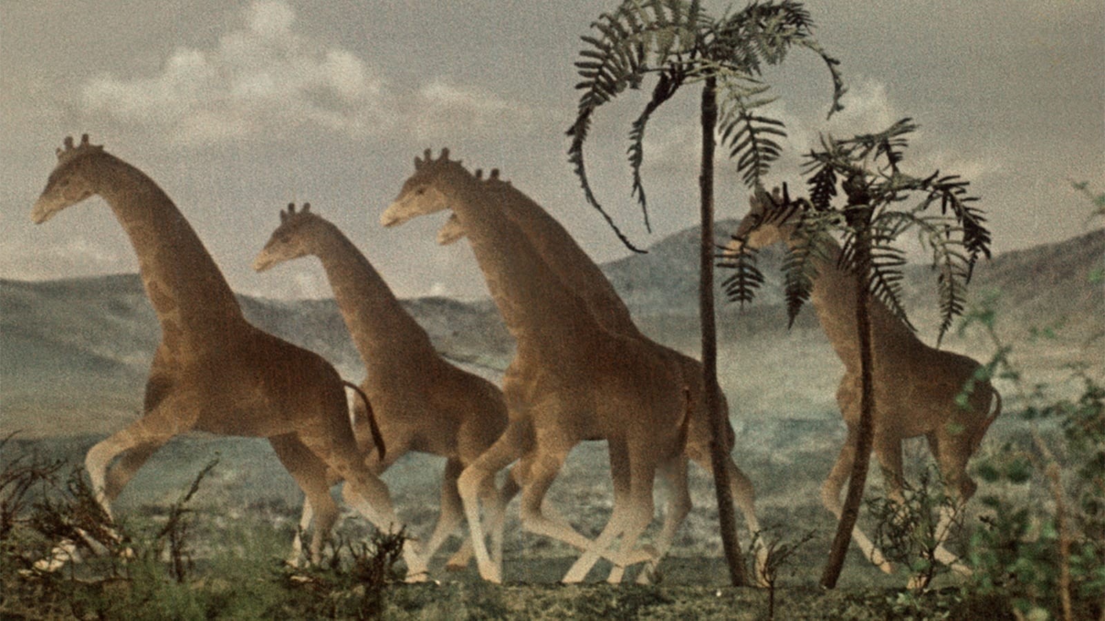 Janus Films — Journey to the Beginning of Time