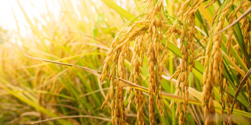 El arroz sería clave para que Colombia sea potencia agroalimentaria