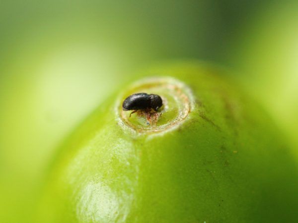 Broca del café: un ciclo destructivo