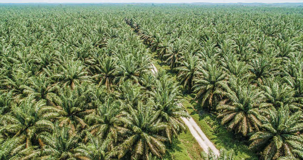 Cosechando oportunidades: empoderando el futuro de la palma de aceite