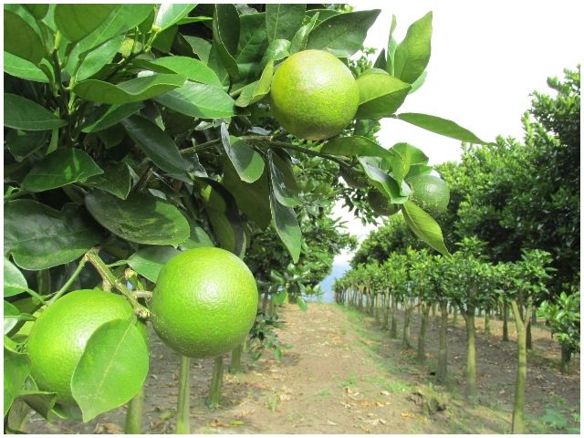 El Ciclo de la Floración en la Lima Ácida Tahití: Una Mirada Detallada