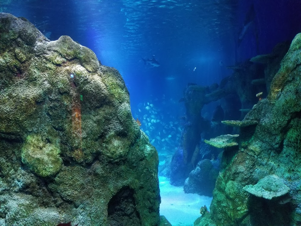 SEA LIFE Charlotte-Concord Aquarium | Charlottes Got A Lot