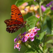 Tribute for Archie Charles Edwards