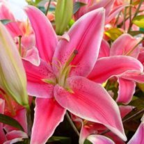 Tribute for Edwina N Wright