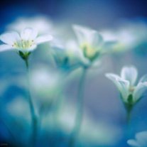 Tribute for Ruth Jackson