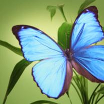 Tribute for Doris M. Mitchell