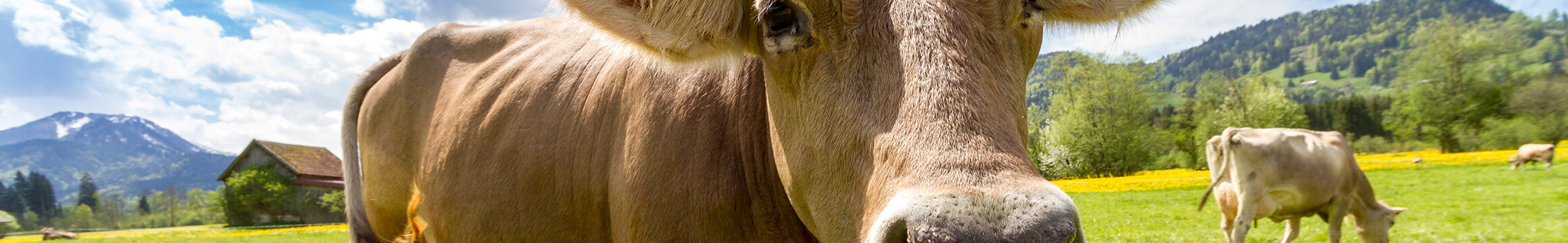 Tribute for William "Bill" Turner Nipper Jr. | Bright Funeral Home