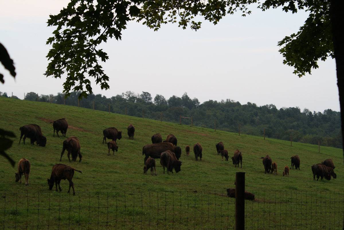 Mohawk Bison Farm [ Part - 1/2 ] (47 Allyn Road, Goshen (Northwest ...
