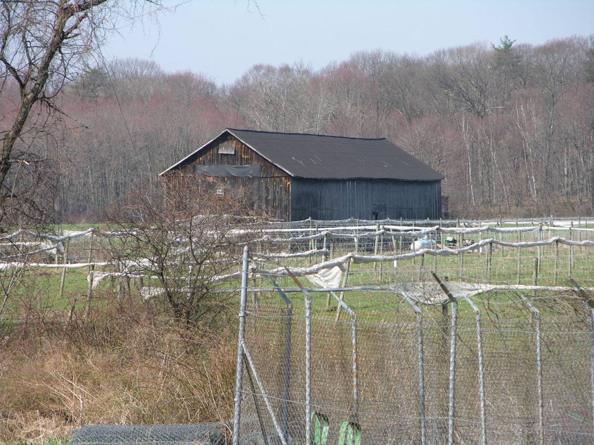 Bielonko Farms (Part 2 of 3) (937 East Street North (Rte 159), Suffield ...