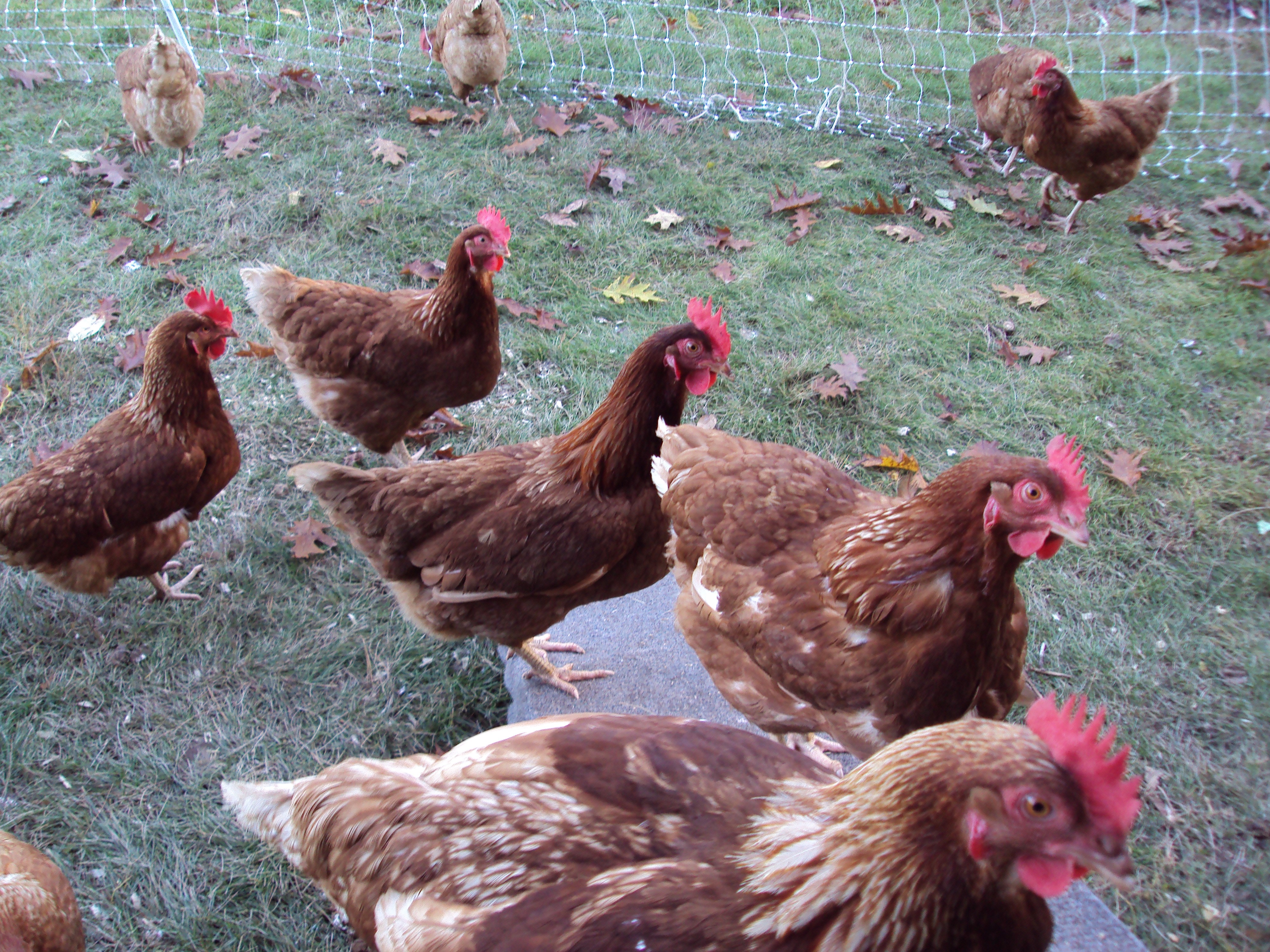 About Primo Restaurant | Culinary Agents