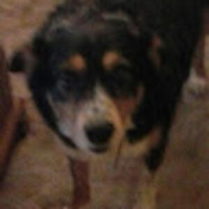 Lisa Greenleaf's professional profile | Culinary Agents