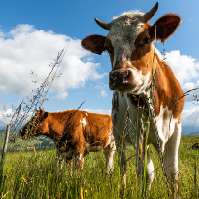 Welcome! [overlandstockyard.agribidder.us]