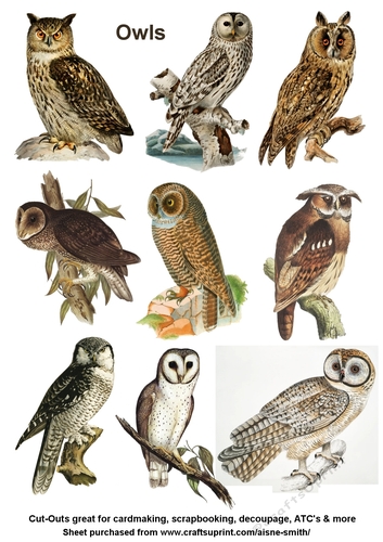 Vintage Owl Cut-Outs - CUP1143213_466 | Craftsuprint