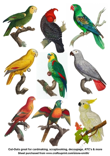 Vintage Parrots Cut-Outs - CUP1143214_466 | Craftsuprint