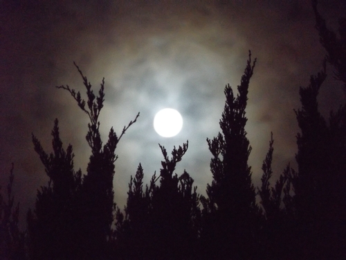 Spooky Moon Photograph - CUP1176583_90819 | Craftsuprint