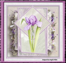 Mauve iris - Photo by Katie Silver