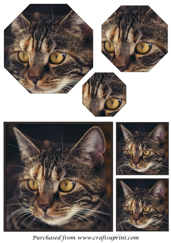 Cat Octagon Pyramid 4 - CUP1127595_1051 | Craftsuprint
