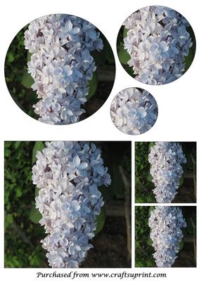 Lilac Flower Circle Pyramid - CUP434858_1051 | Craftsuprint