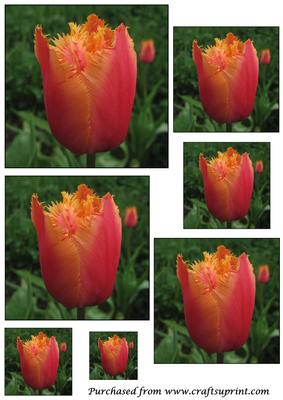 Floral Tulip Toppers 2 - CUP452911_1051 | Craftsuprint