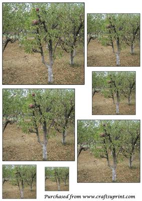 Apple Trees Toppers - CUP453702_1051 | Craftsuprint