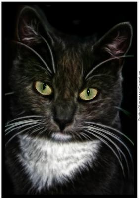 Cat A4 - CUP603764_1051 | Craftsuprint