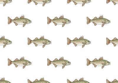 Fish Backing Paper - CUP640910_1051 | Craftsuprint
