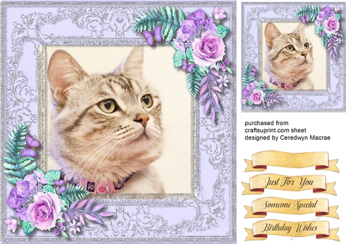 Beautiful Tiddles the Cat - CUP1034512_1398 | Craftsuprint