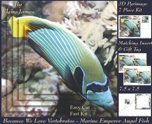 Because We Love Vertebrates - Coral Reef Tropical Marine Emporer Angel ...