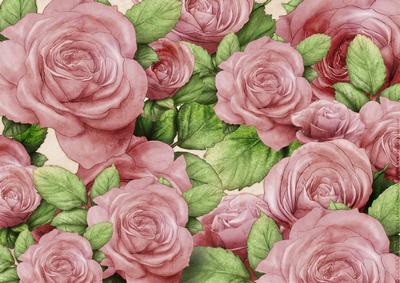 Rose Backing Paper Mid Pink - CUP387141_437 | Craftsuprint