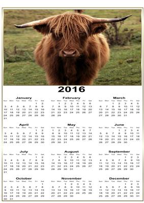 A4 Calendar Highland Coo - CUP652335_107 | Craftsuprint