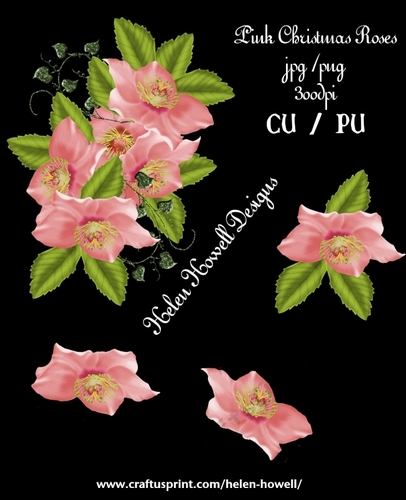 Pink Christmas Roses - CUP900194_37881 | Craftsuprint