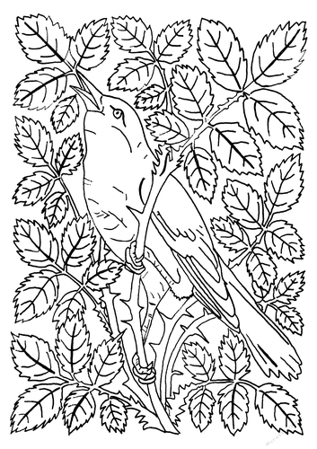 Songbird A4 Colouring Page Line Art - CUP1056467_92133 | Craftsuprint