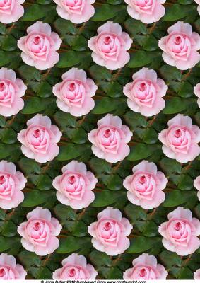 Perfect Pink Roses - Background Paper - CUP358031_108 | Craftsuprint