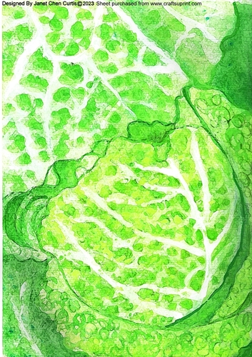 vegetable garden-savoy cabbage - CUP1222899_730 | Craftsuprint