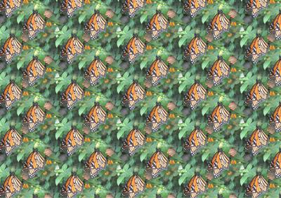 Monarch Background - CUP328354_1751 | Craftsuprint