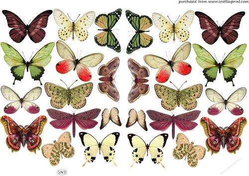 MOTHS AND BUTTERFLIES A4 CRAFT SHEET - CUP1055976_102747 | Craftsuprint