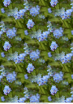 Forget Me Nots Backing Paper - CUP200262_1031 | Craftsuprint