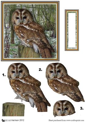 Tawny Owl 3D Decoupage - CUP338546_15 | Craftsuprint