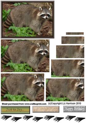 Raccoon Pyramid - CUP48113_15 | Craftsuprint