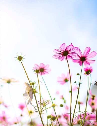 Wildflowers - A4 size Oil Painting Style Background - CUP1105260_70864 ...