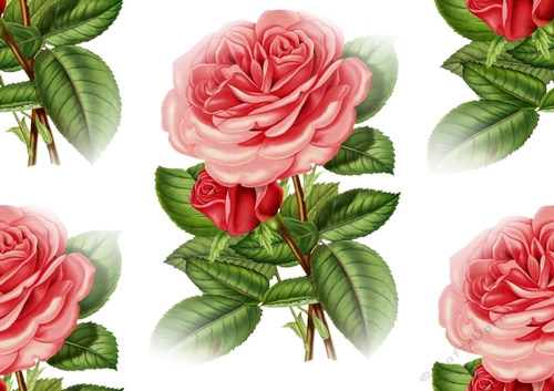 Beautiful Vintage Pink Rose Backing paper (Big) - CUP1005917_415 ...