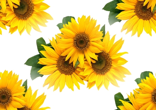 Lovely yellow sunflowers backing paper (big) - CUP1028548_415 ...