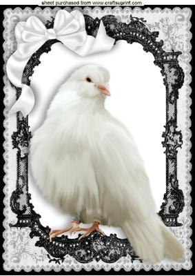Pretty White Dove in Black Lace Frame with Bow A4 - CUP287403_415 ...