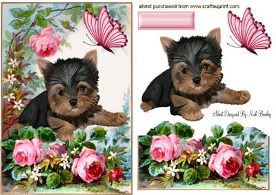 Cute Yorkshire Terrier with Rose in the Garden - CUP534110_415 ...