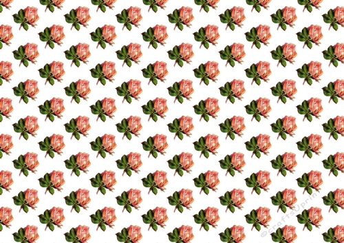 Vintage pink roses vignettes, backing paper - CUP934556_415 | Craftsuprint