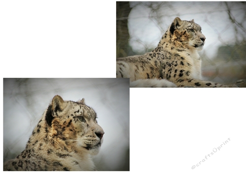 snow leopard - CUP871912_48749 | Craftsuprint