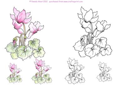 Cyclamen Digital Stamps and Watercoloured Stamps - CUP316712_117 ...