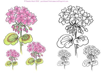 Geranium Digital Stamps and Watercoloured Stamps - CUP316718_117 ...