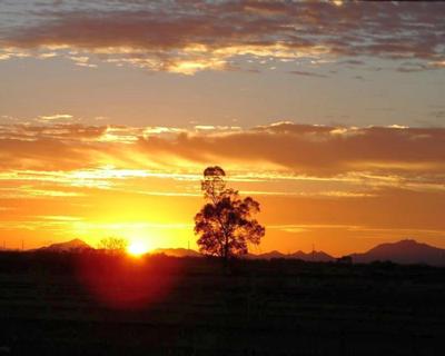 Bg Sunset Tree - CUP578383_1415 | Craftsuprint